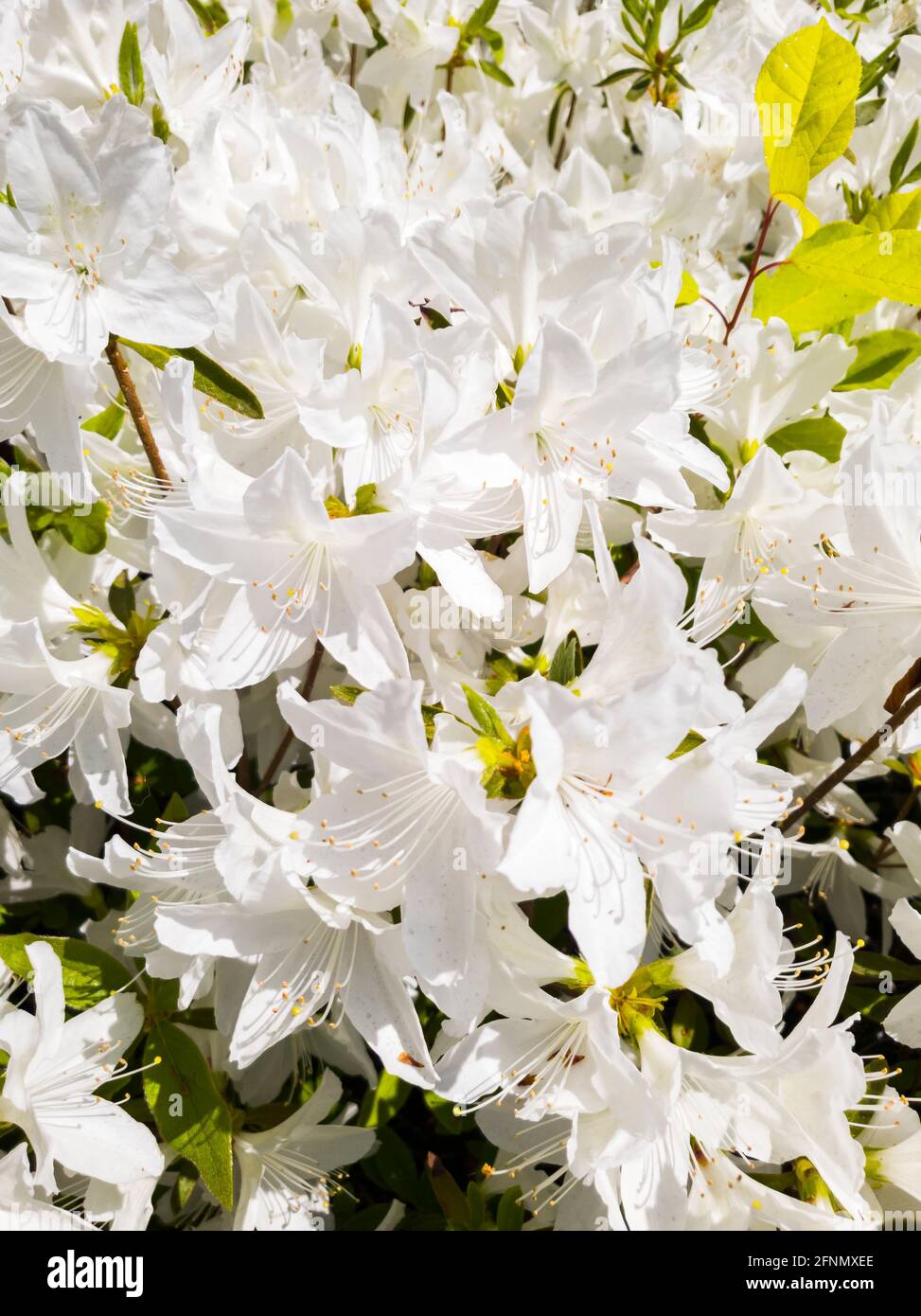 White rododendron hi-res stock photography and images - Alamy