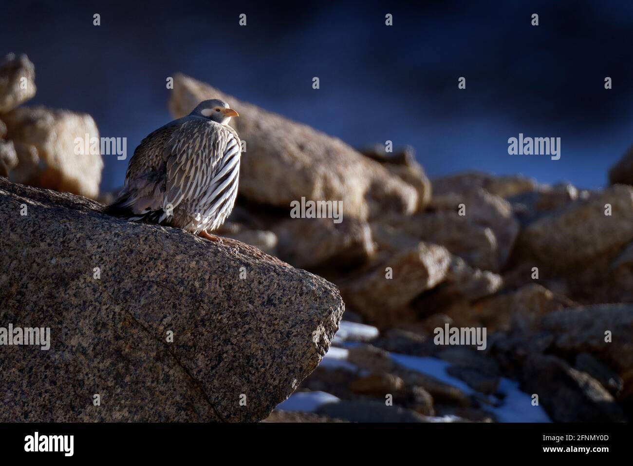 Himalayan snowcock hi-res stock photography and images - Alamy