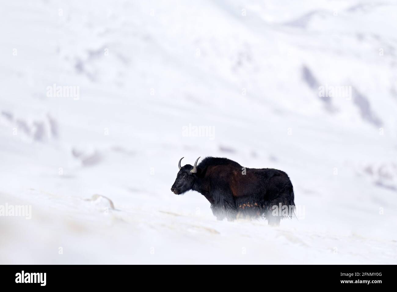 Wild yak, Bos mutus, large bovid native to the Himalayas, winter ...