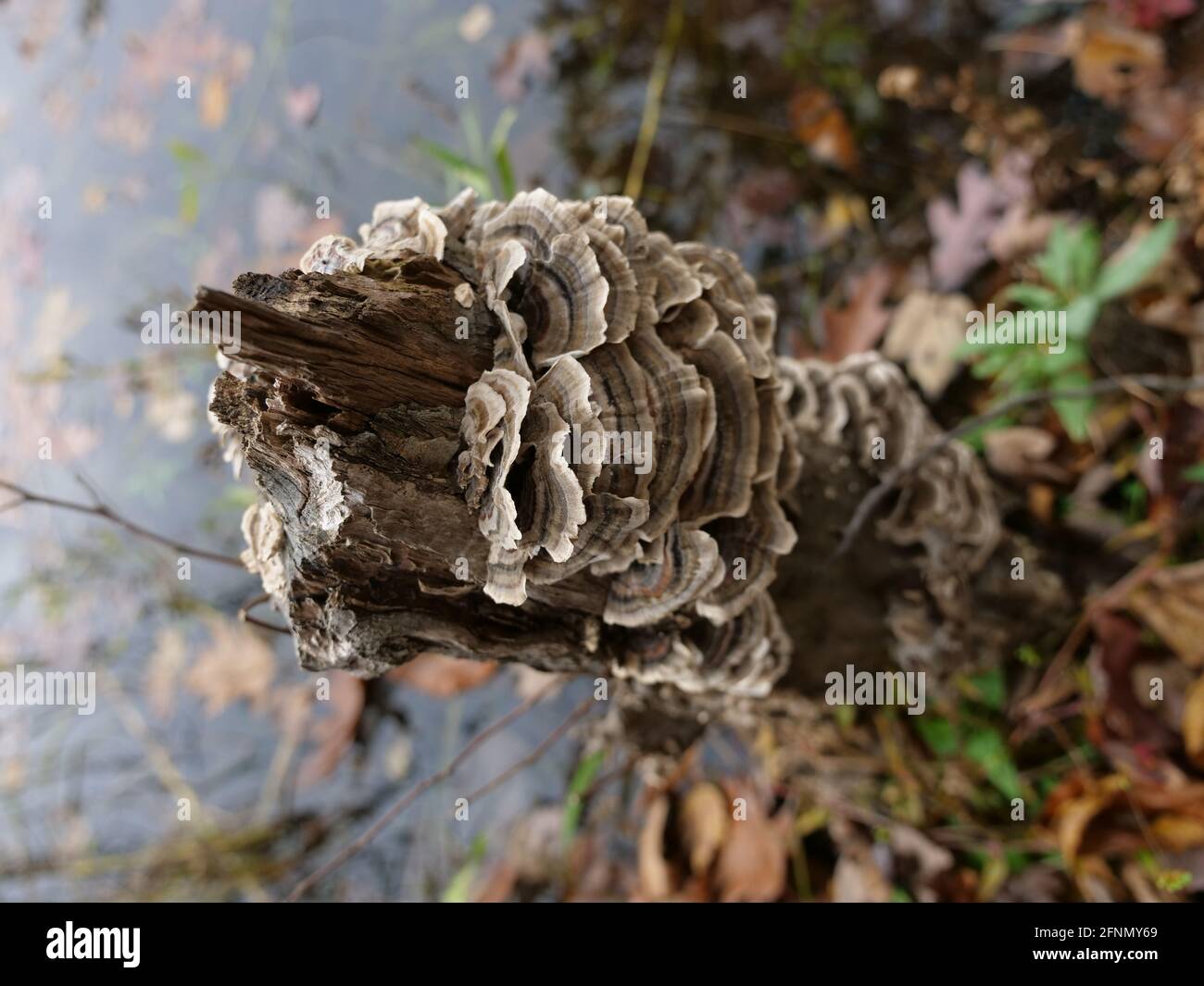Parasitic fungi grow on a tree brunch Stock Photo - Alamy
