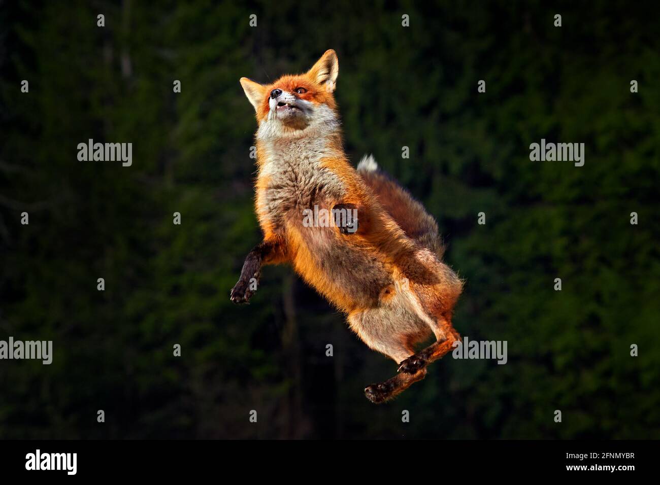 Fox leap jump in forest. Fox flight. Red Fox jumping , Vulpes vulpes ...
