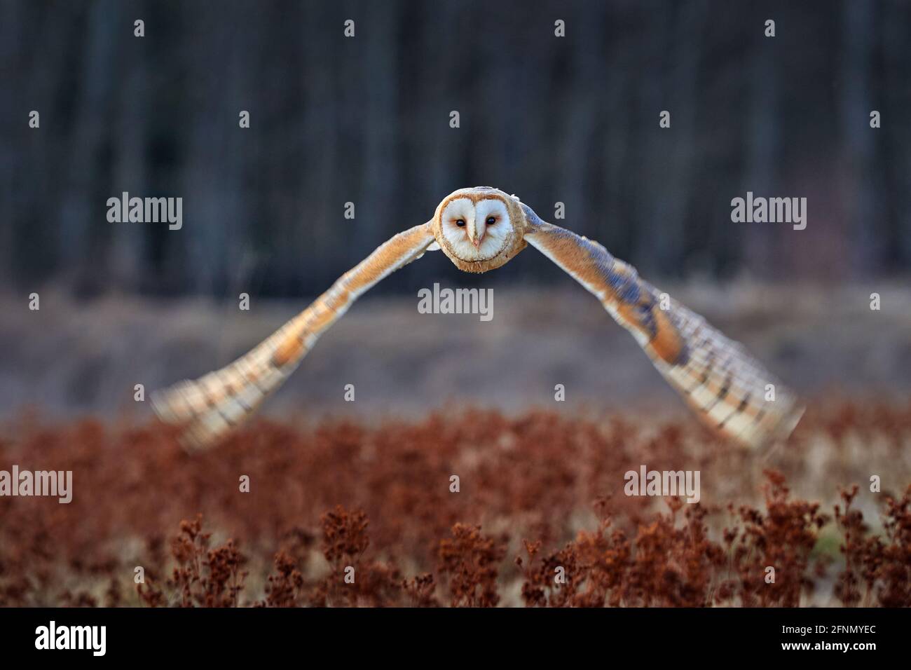 Owl fly with open wings. Barn Owl, Tyto alba, flight above red grass in ...