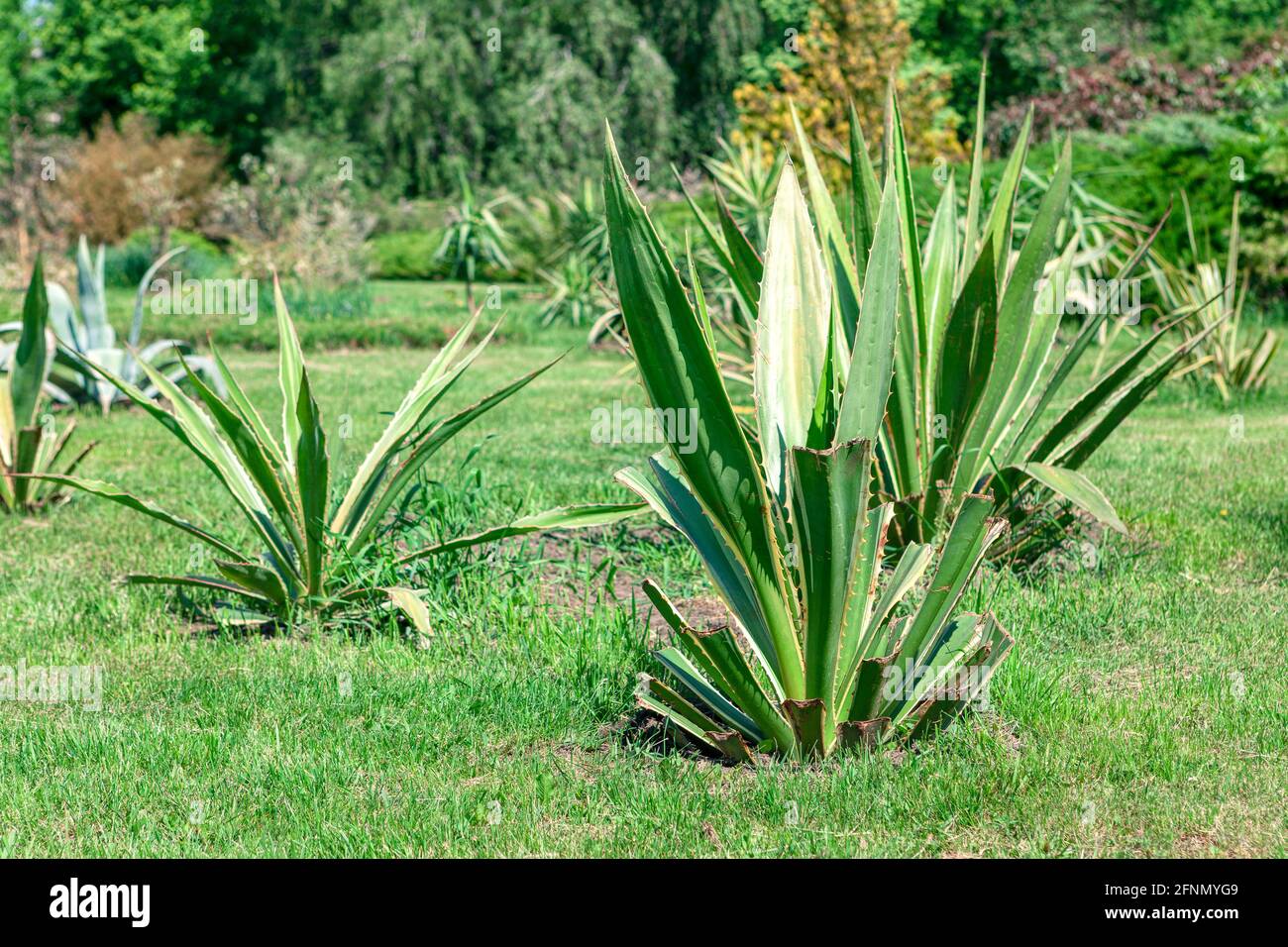 Wild Aloe Vera High Resolution Stock Photography and Images - Alamy