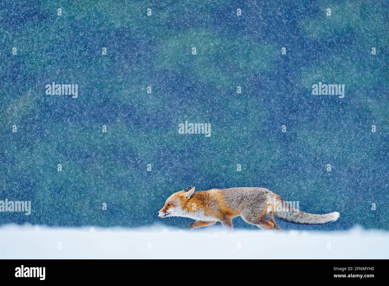 Red Fox hunting, Vulpes vulpes, wildlife scene from Europe. Orange fur ...