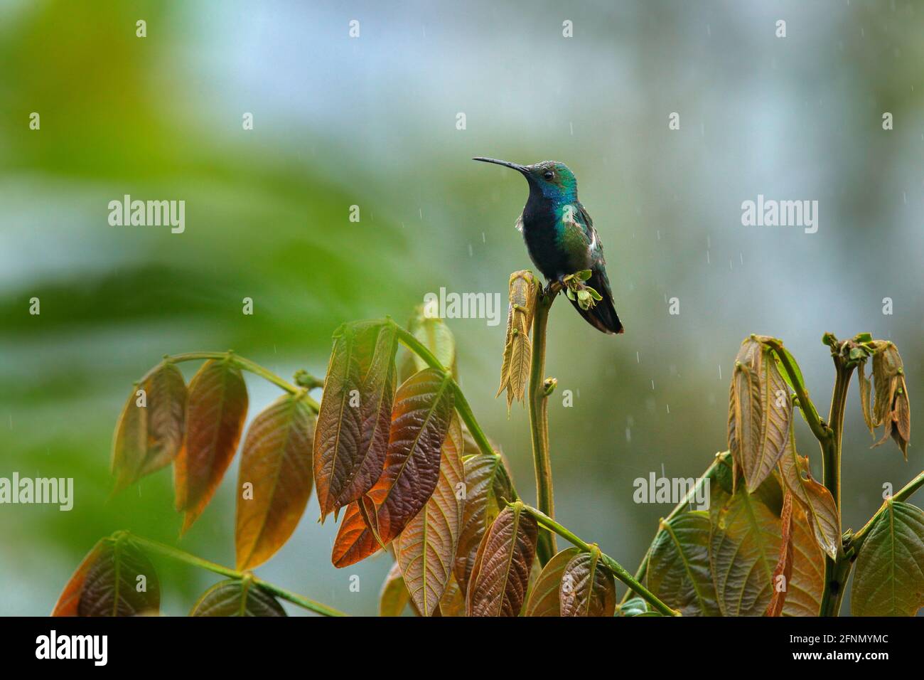 Green and blue Hummingbird Black-throated Mango, Anthracothorax ...