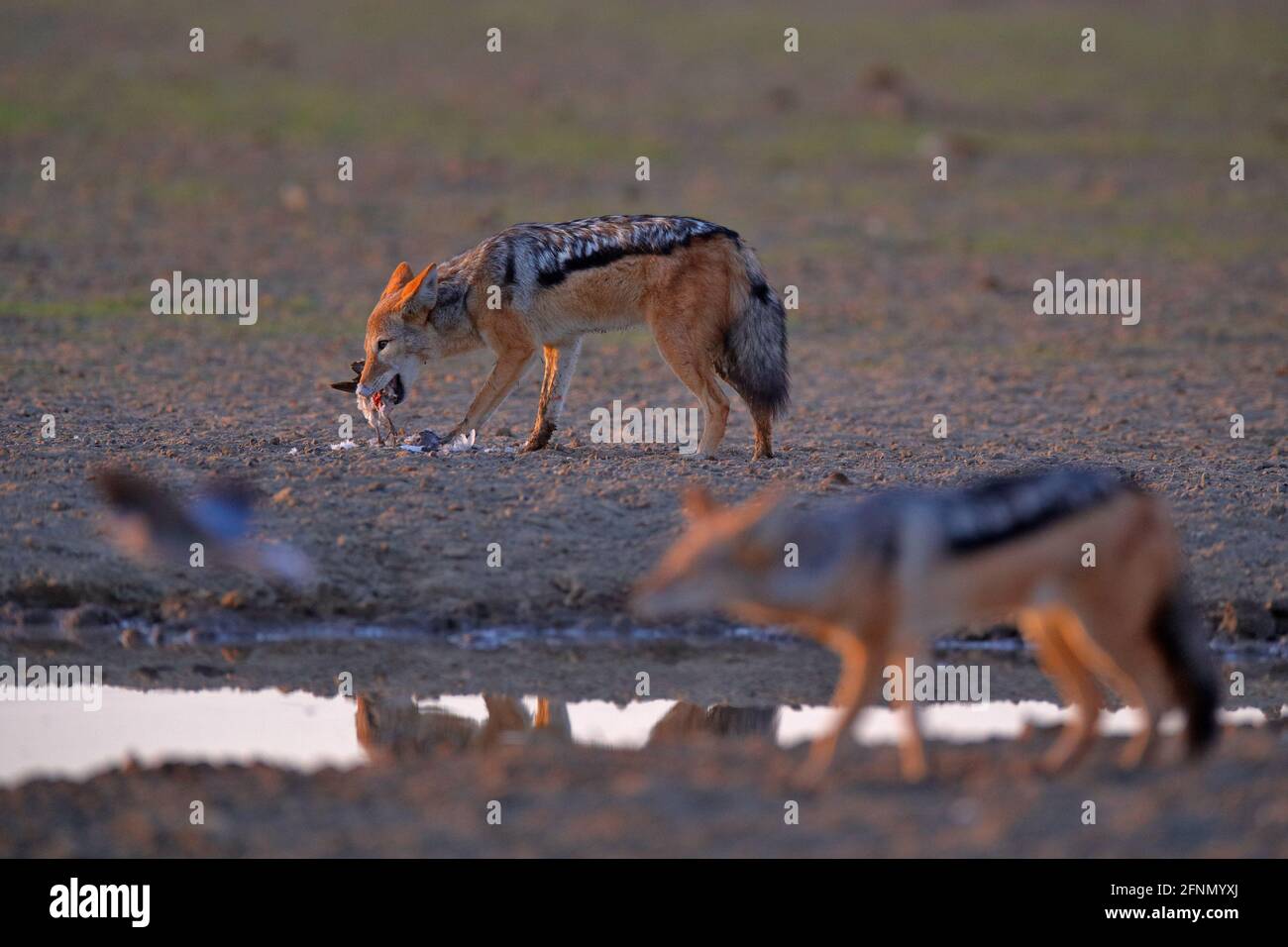 Jackal hunting birds near the waterhole, Polentswa, Botswana in Africa ...