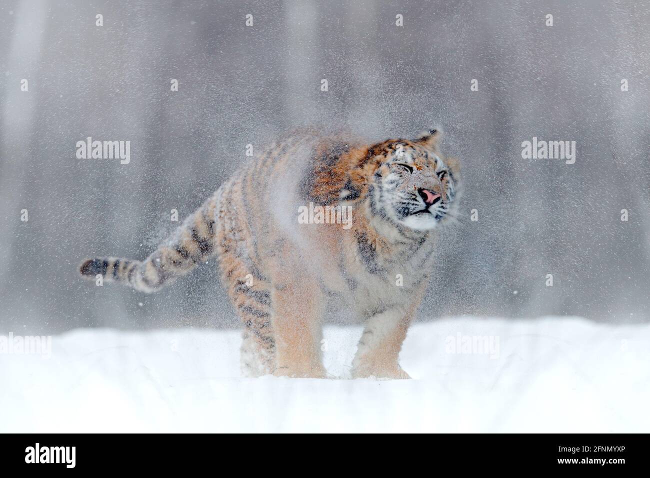 Snow shake of, tiger dust of in winter. Tiger in wild winter nature ...