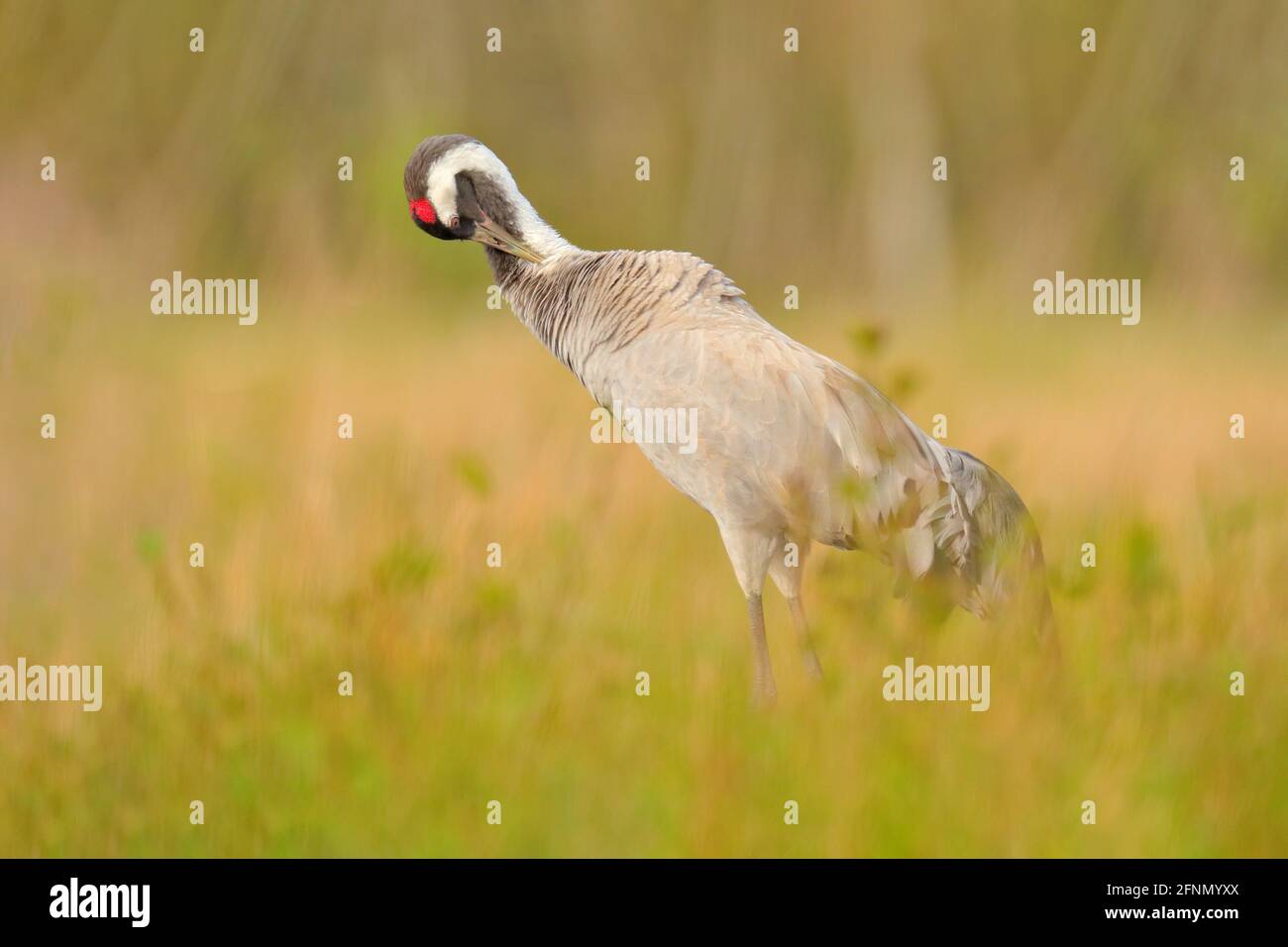 Common Crane, Grus grus, big bird in the nature habitat, France ...
