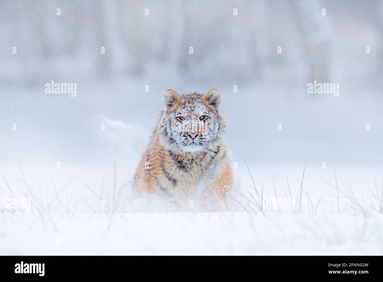Tiger snow run in wild winter nature. Siberian tiger, Panthera tigris altaica. Action wildlife ...