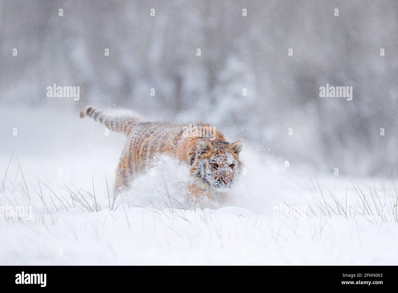 Tiger snow run in wild winter nature. Siberian tiger, Panthera tigris altaica. Action wildlife ...