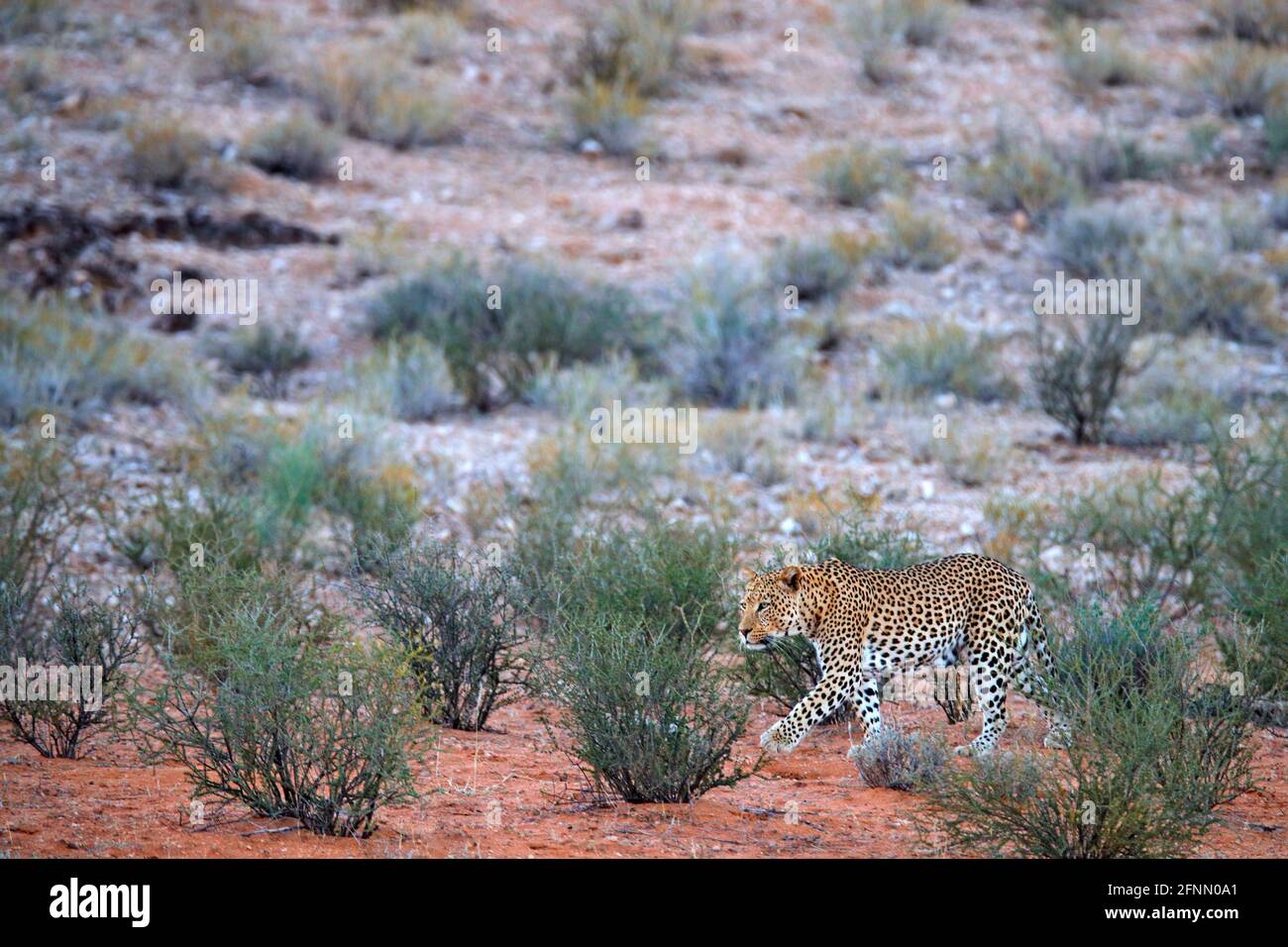 African cat with red coat hi-res stock photography and images - Alamy