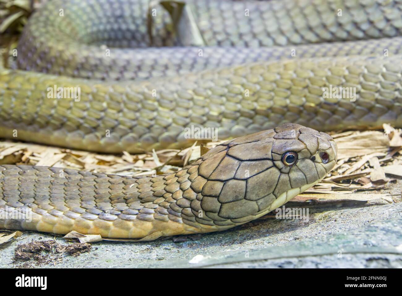 The king cobra (Ophiophagus hannah) is a large elapid endemic to ...
