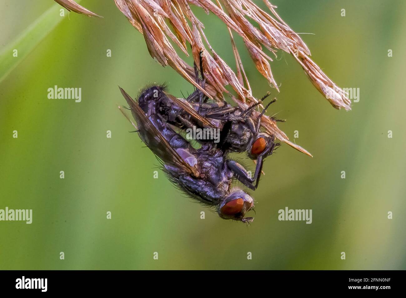 Macro shot of an ugly insect hanging from the small stem of a plant ...