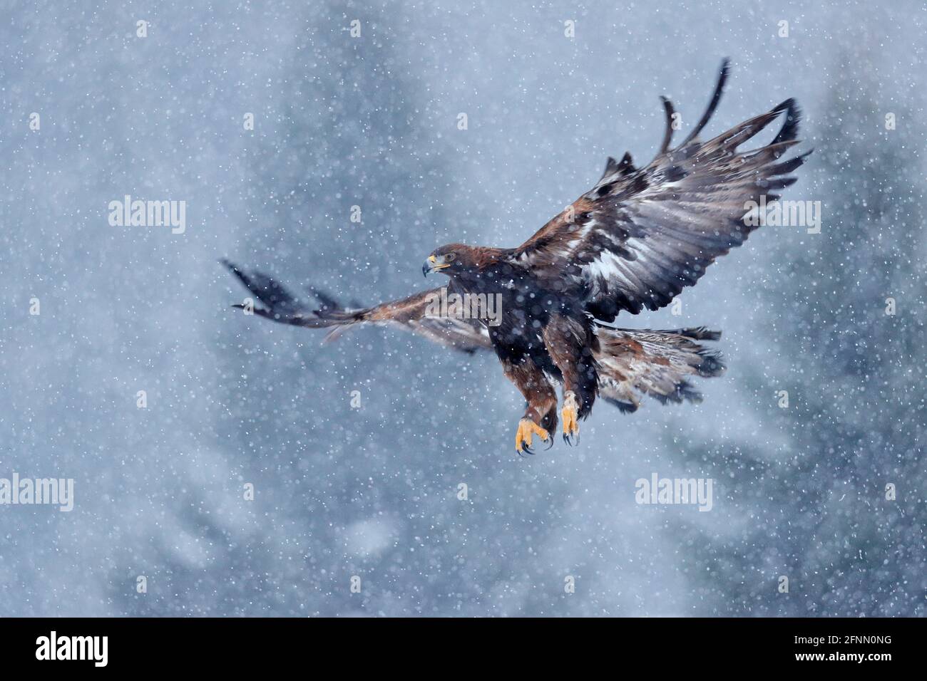 Golden eagle, snow flake fly. Snowy winter with eagle. Bird of prey ...