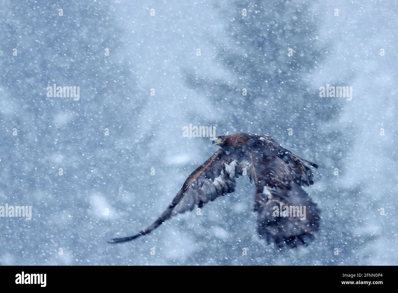 Golden eagle, snow flake fly. Snowy winter with eagle. Bird of prey ...