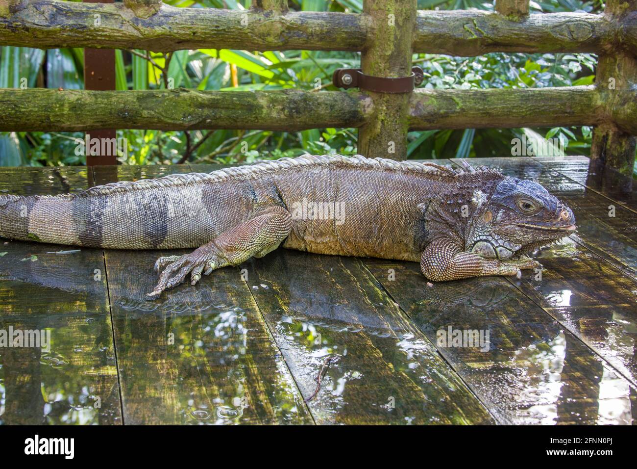 The green iguana, also known as the American iguana, is a large ...