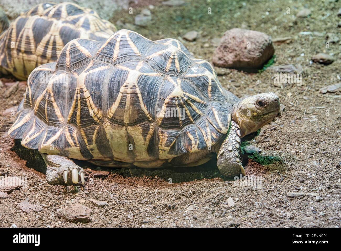 Burmese Star Tortoise