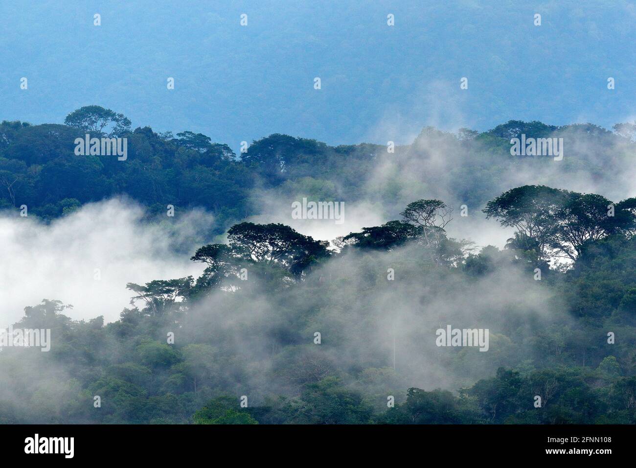 Tropical forest during rainy day. Green jungle landscape with rain and ...
