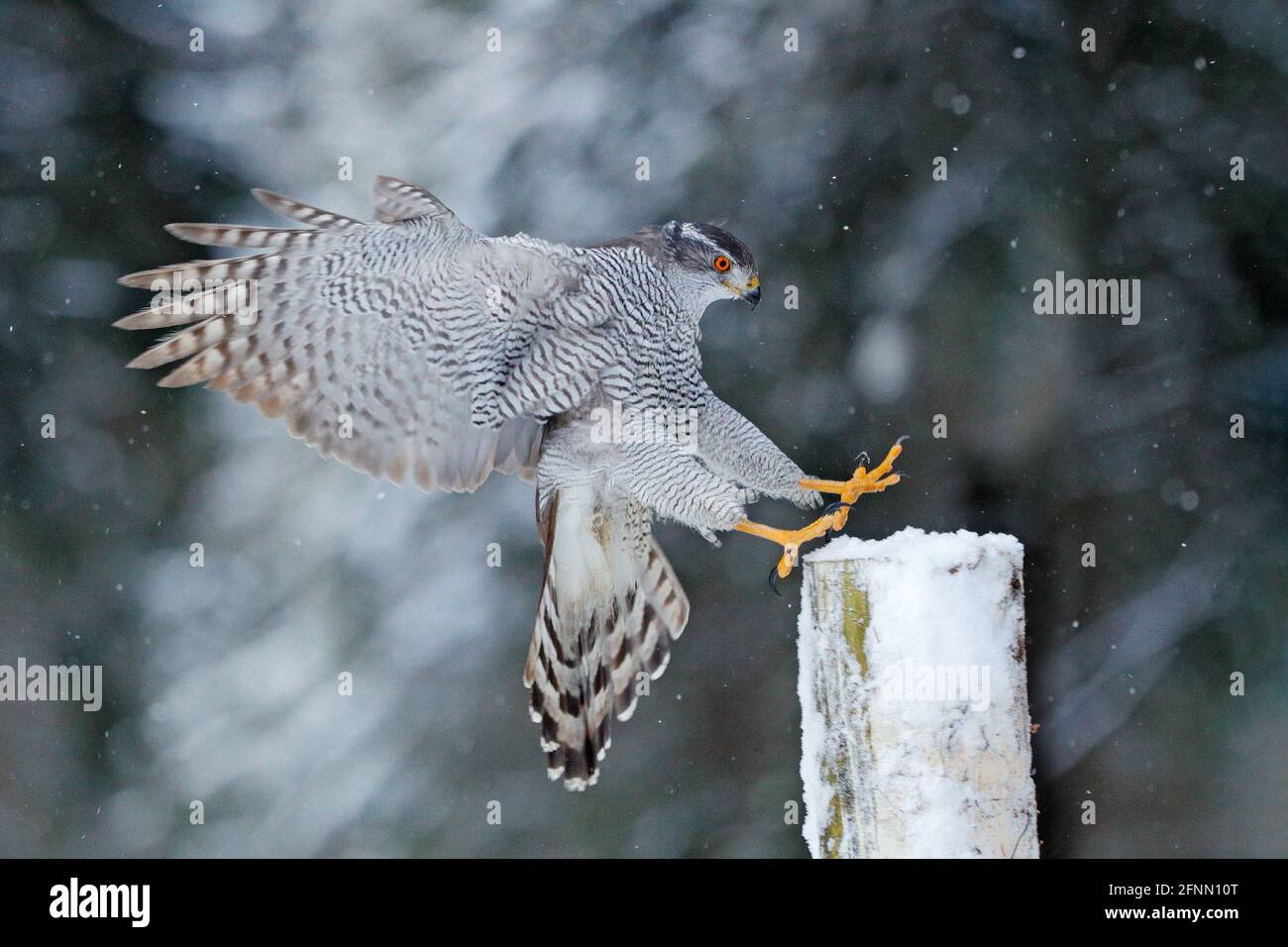 Goshawk flight, Germany. Northern Goshawk landing on spruce tree during ...