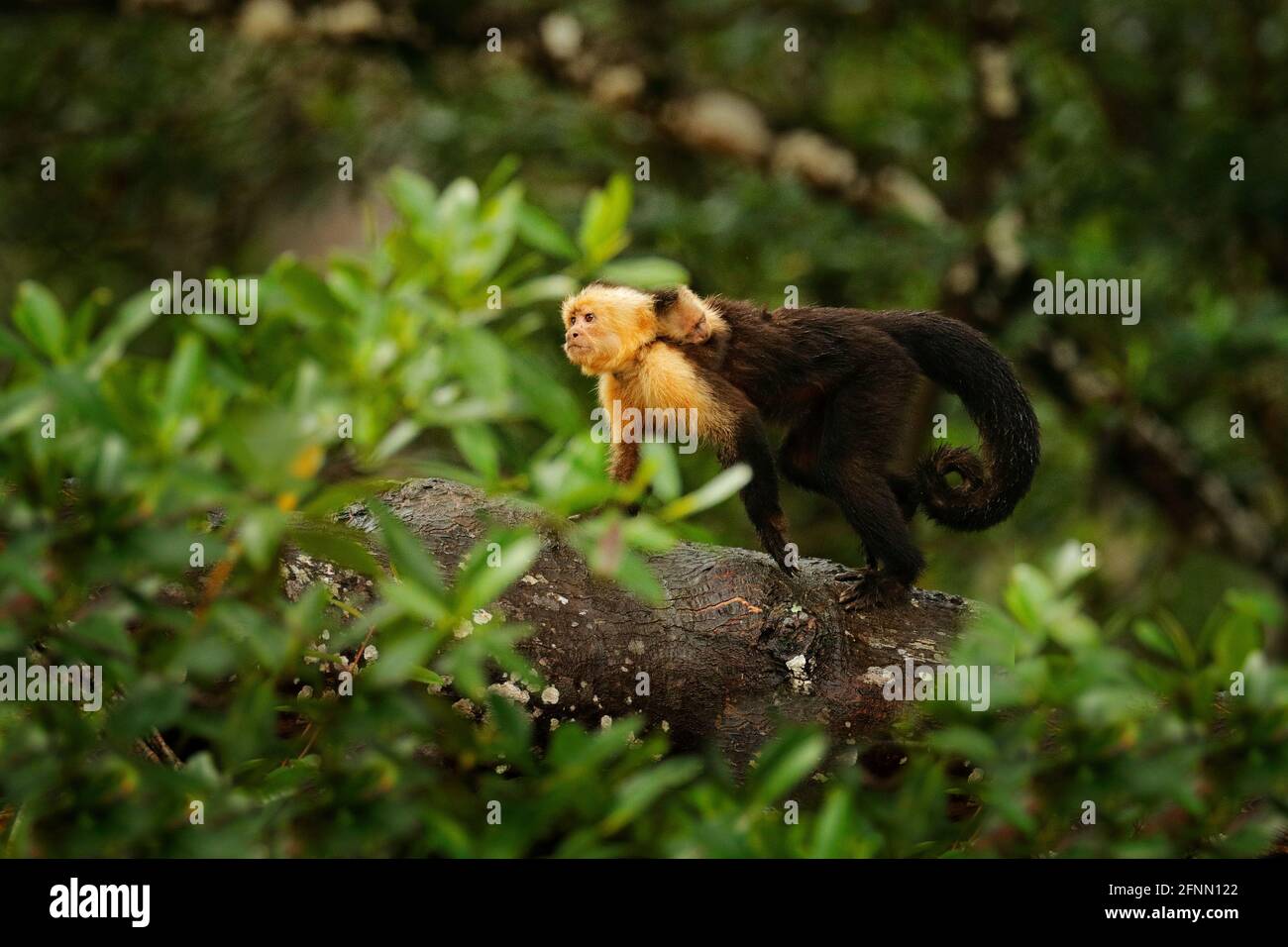 White-headed Capuchin, Cebus capucinus, black monkeys run with young ...