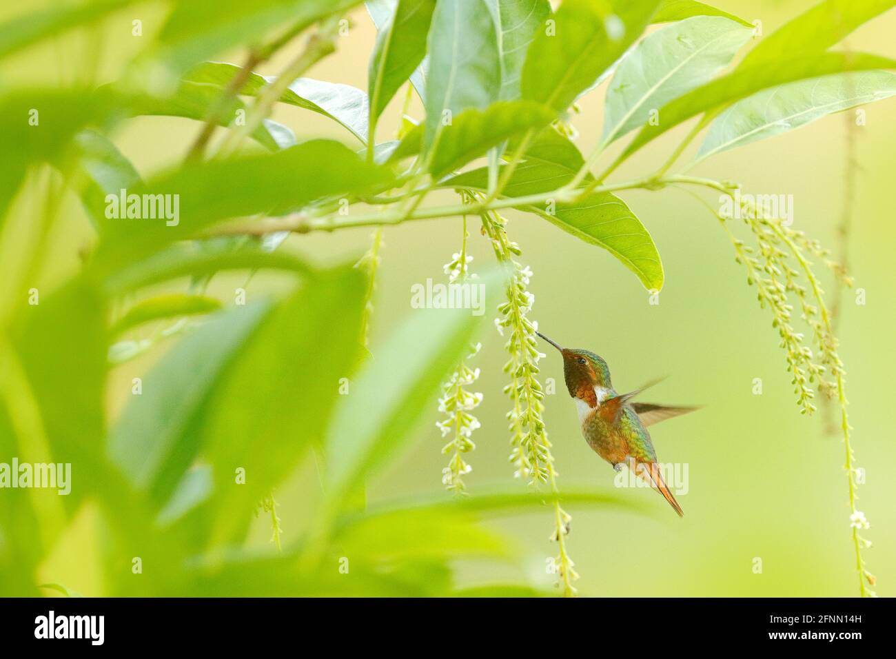Hummingbird in blooming flowers. Scintillant Hummingbird, Selasphorus ...