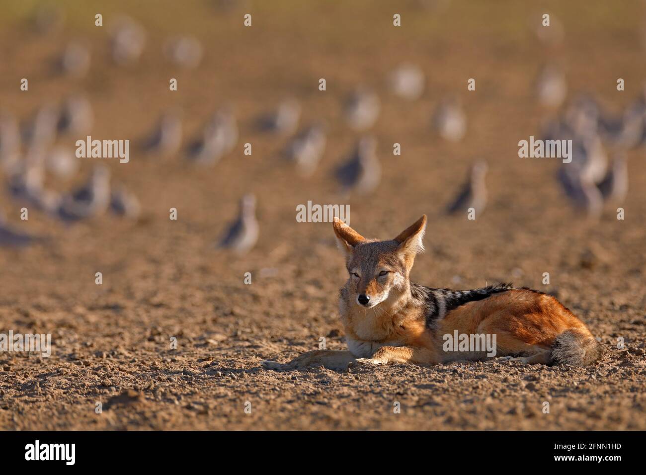 Jackal hunting birds near the waterhole, Polentswa, Botswana in Africa ...