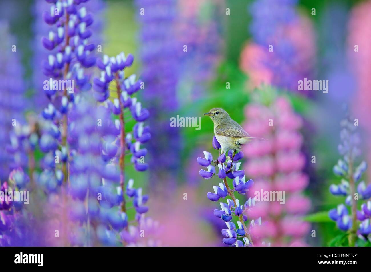 Summer creatures hi-res stock photography and images - Alamy