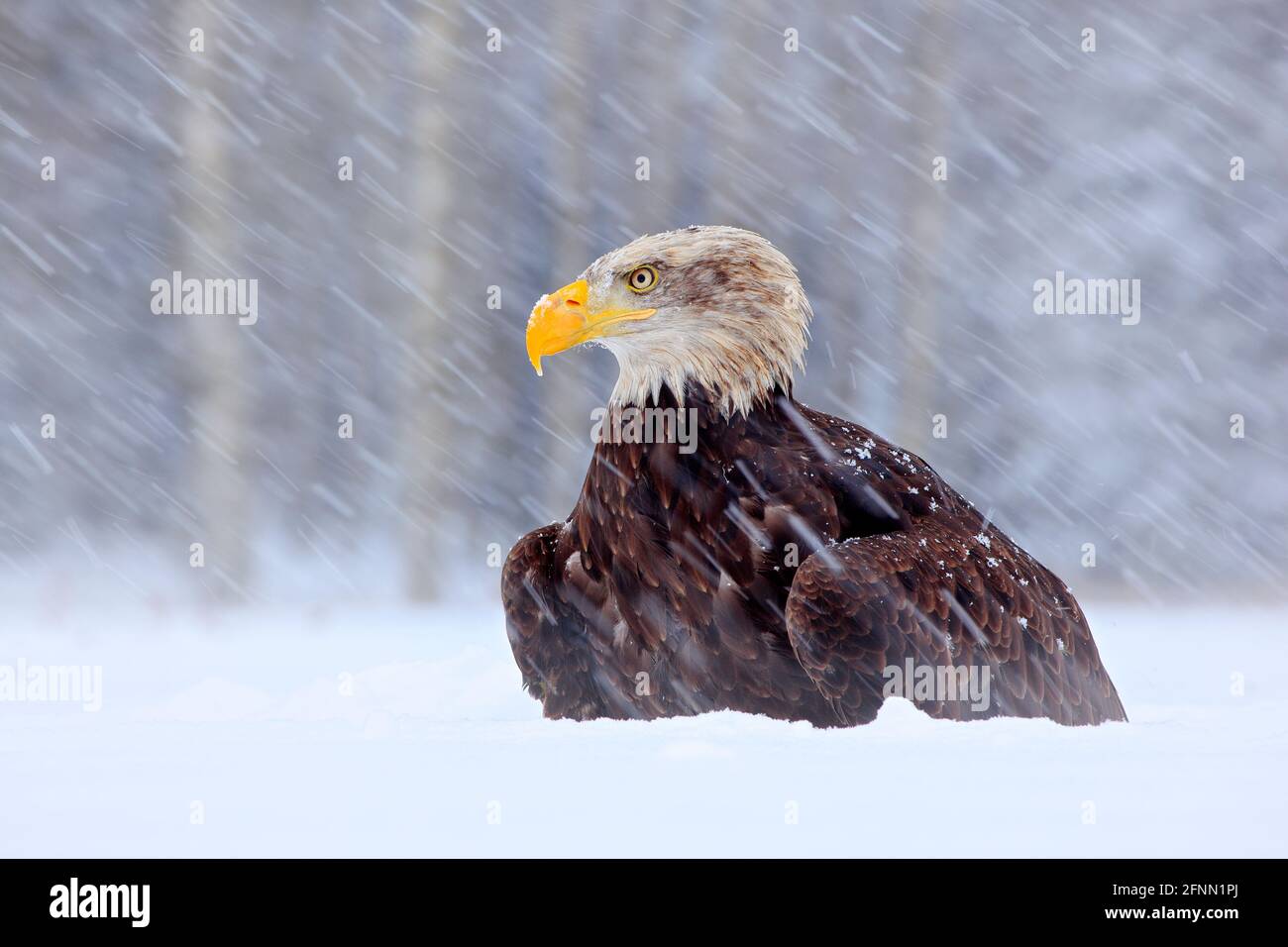 Bald eagle bird fly flight raptor hunter symbol endangered hi-res stock ...