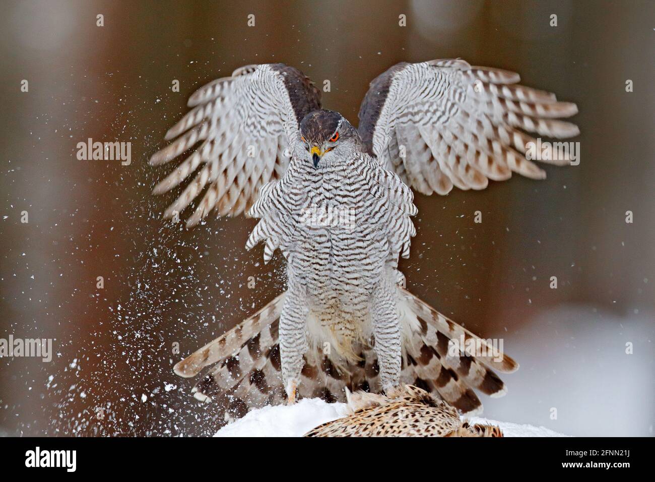 Bird landing. Winter wildlife, bird of prey with catch in snow. Animal ...