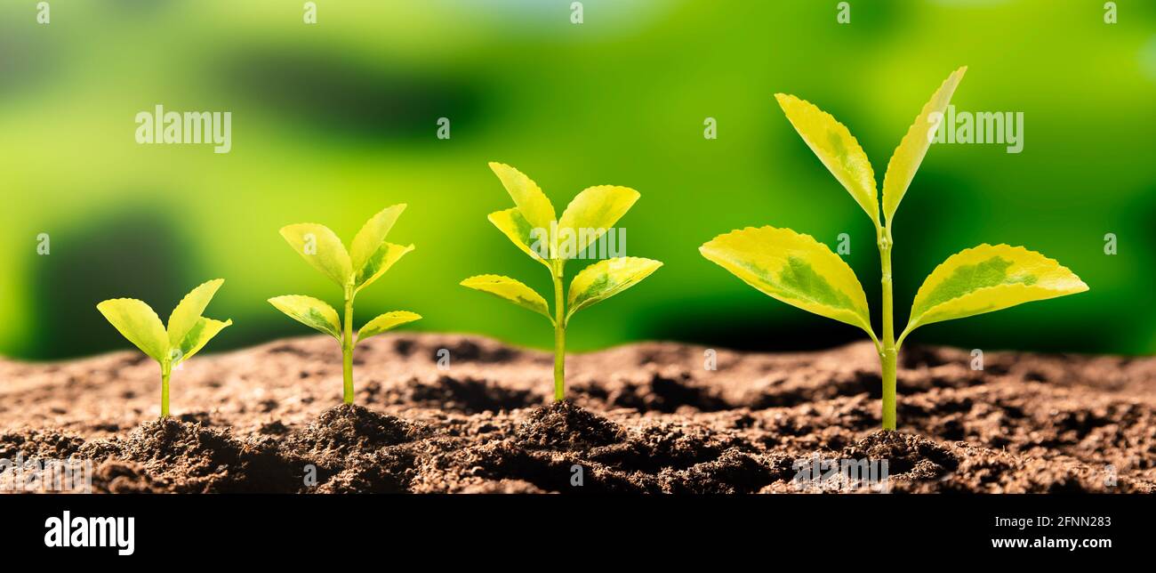 Growing plant, earth day, environmental protection concept Stock Photo ...