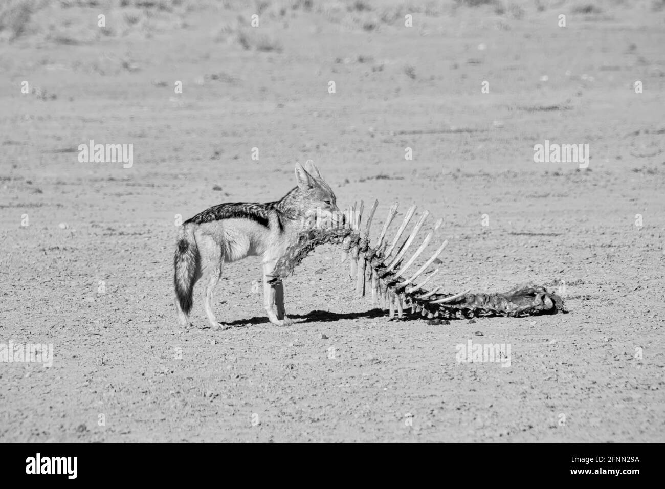 Black backed jackal teeth hi-res stock photography and images - Alamy