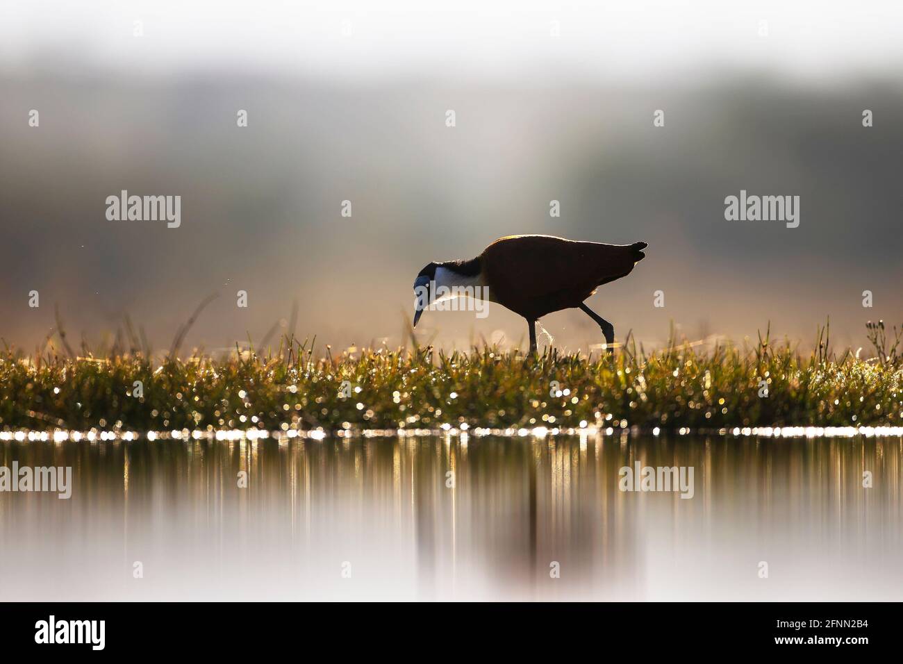 Probing for insects hi-res stock photography and images - Alamy