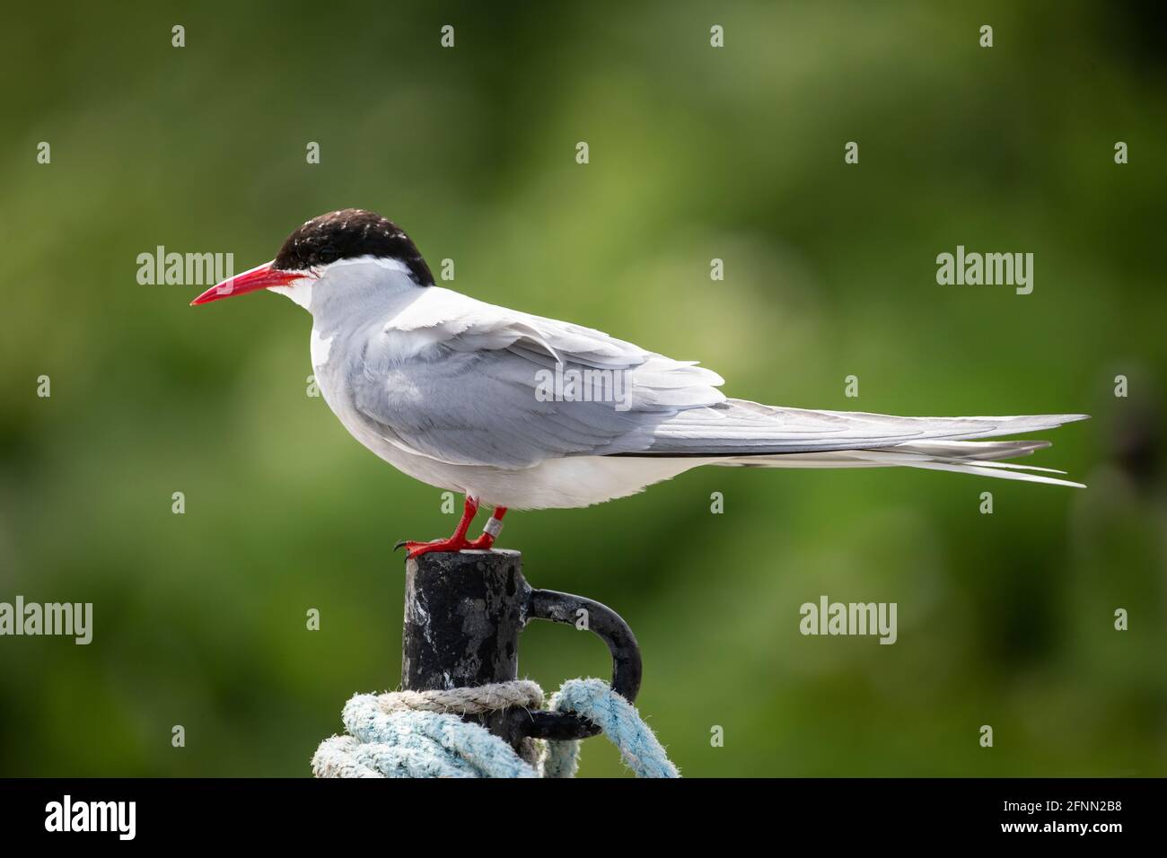 Circumpolar artic breeding hi-res stock photography and images - Alamy