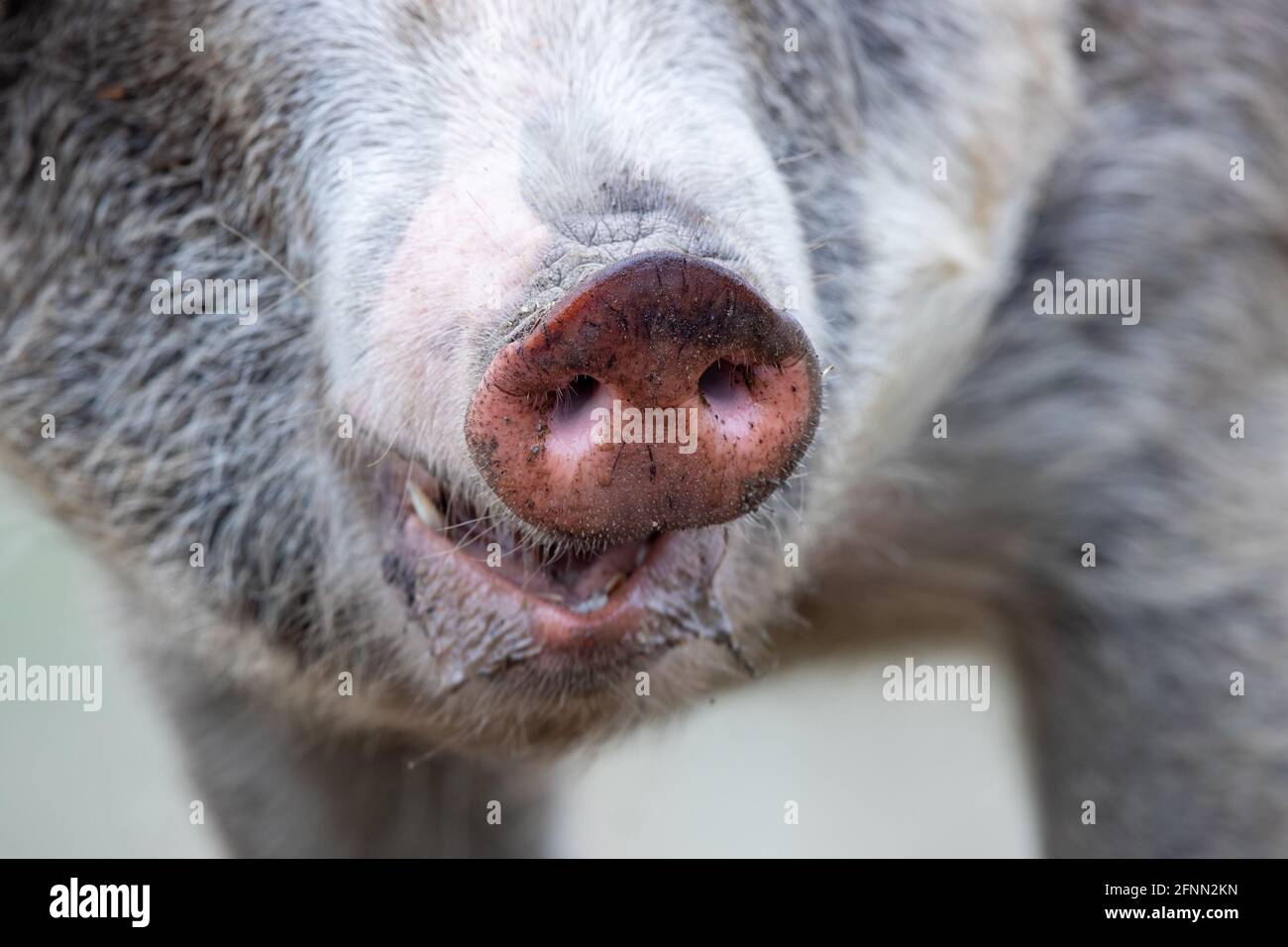 Close up of dirty pig's snout and mouth of old traditional mangalitsa ...