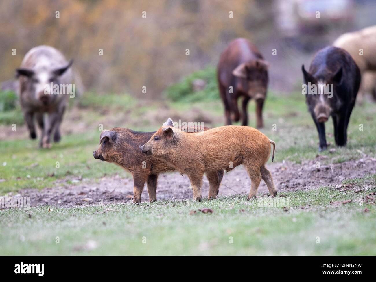 Pigs running free hi-res stock photography and images - Alamy