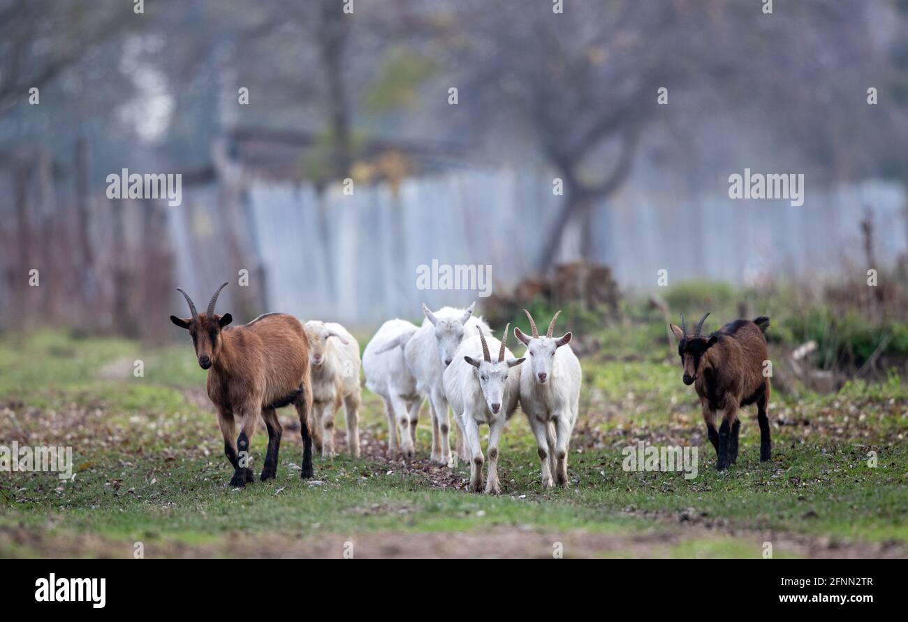 Flock of alpine and saanen goats walking free on meadow in forest ...