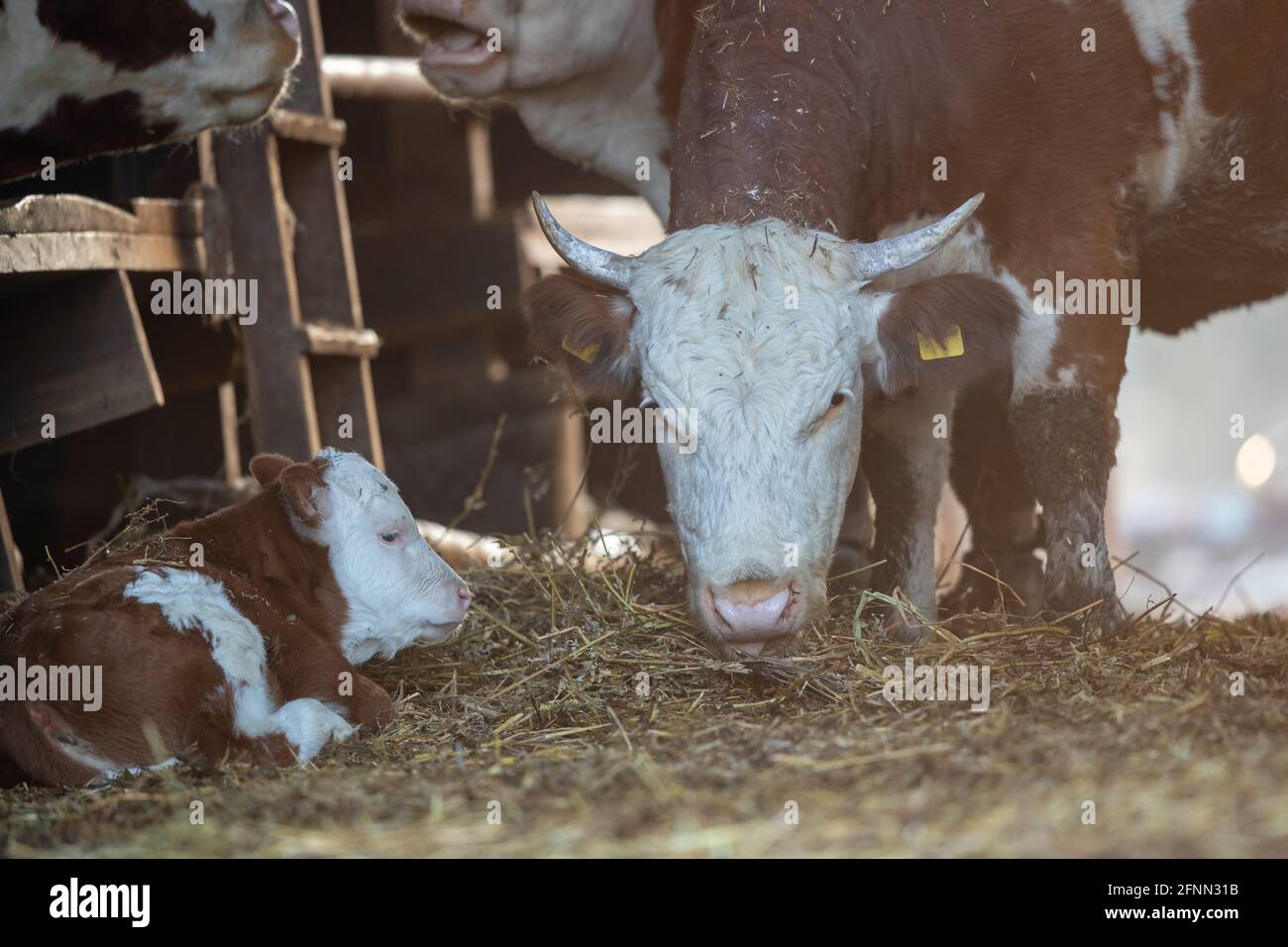 Small calf, newborn baby animal lying on straw beside cow in barn Stock ...
