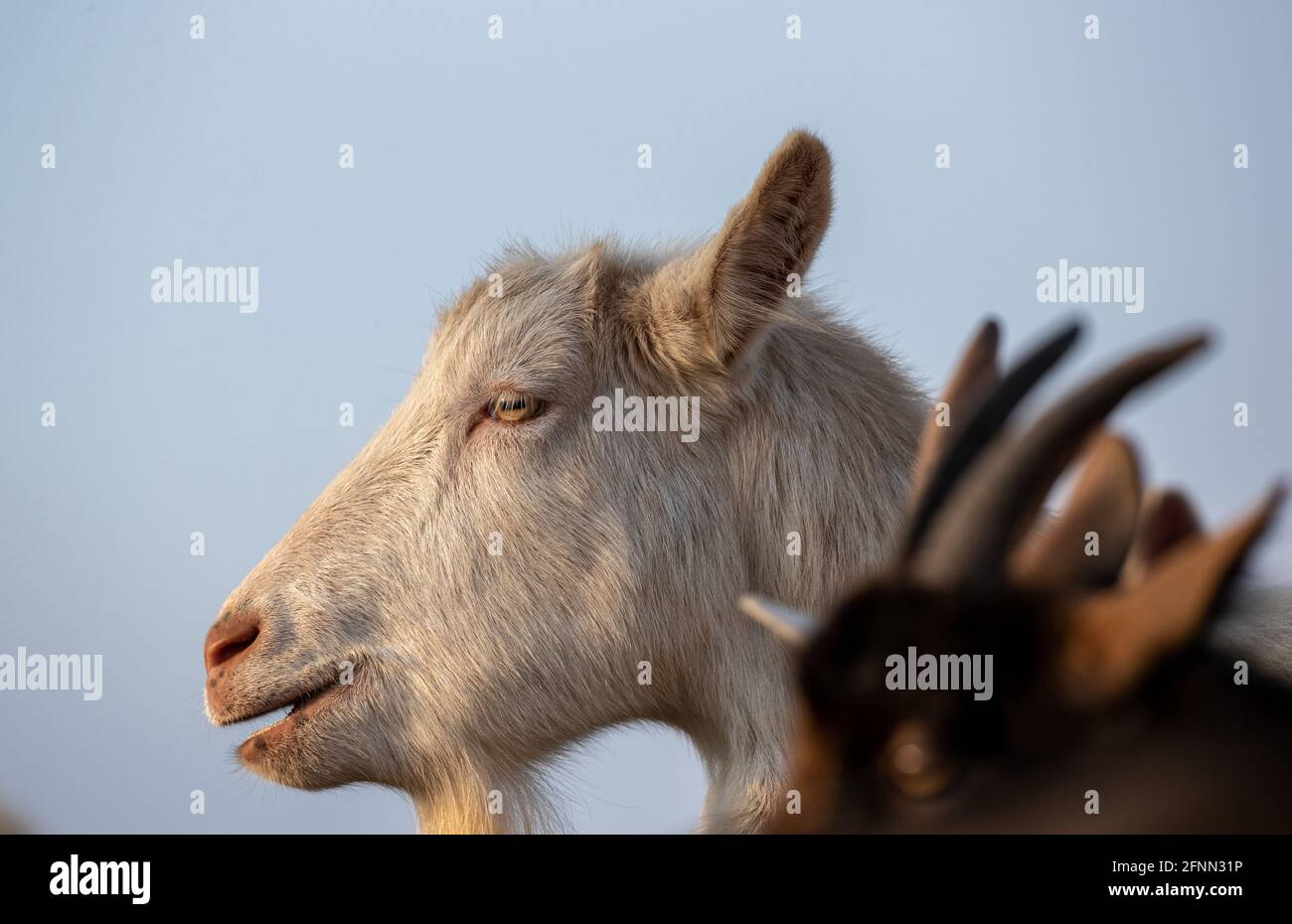 White saanen goat hi-res stock photography and images - Alamy