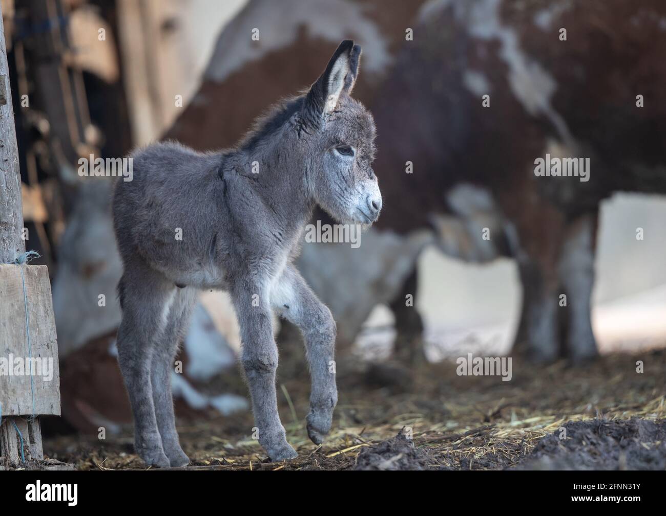 Small colt, donkey baby animal standing on ranch with cows in ...