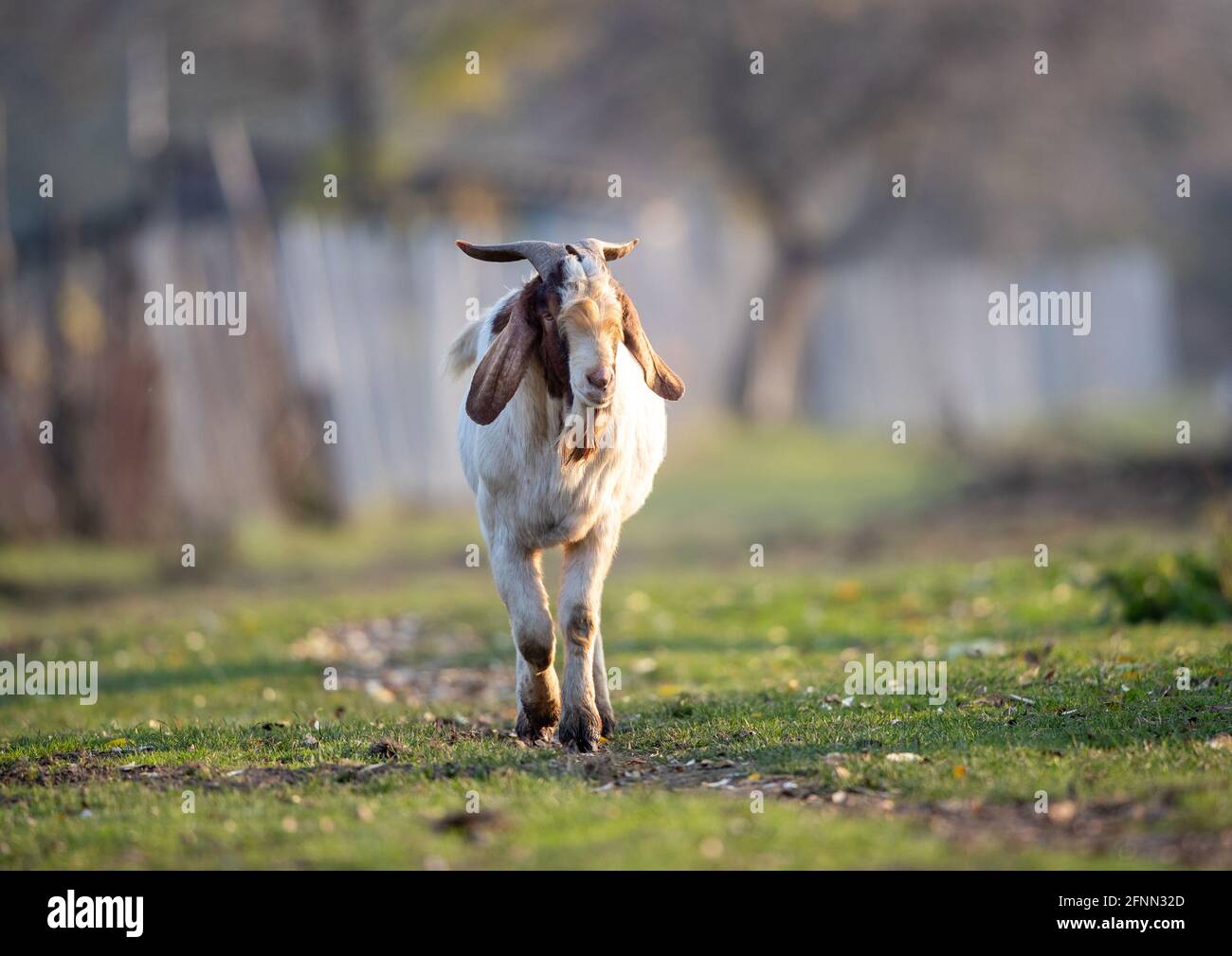 Boer farm in south africa hi-res stock photography and images - Alamy