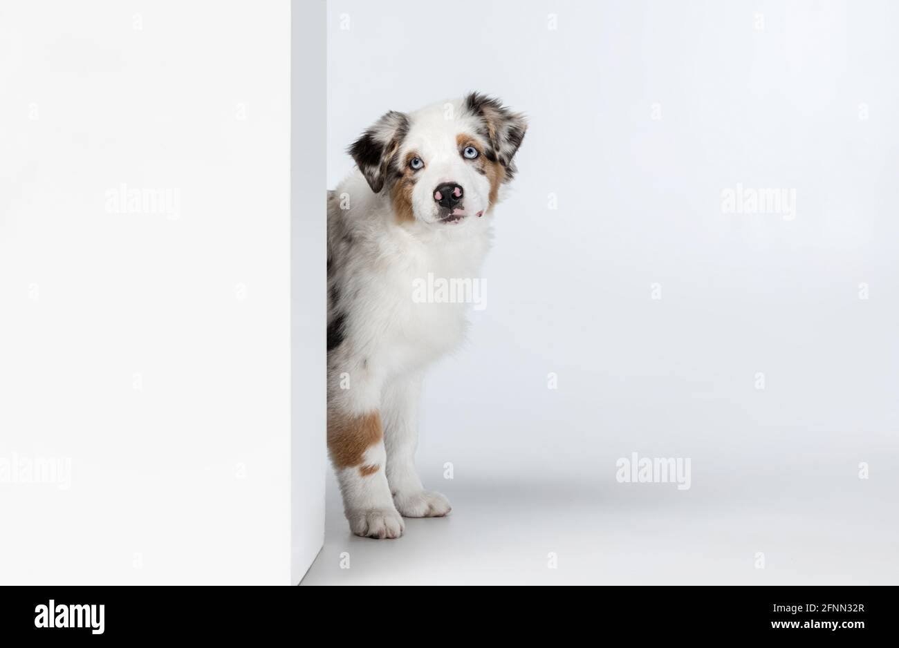 Close up australian shepherd hi-res stock photography and images - Alamy