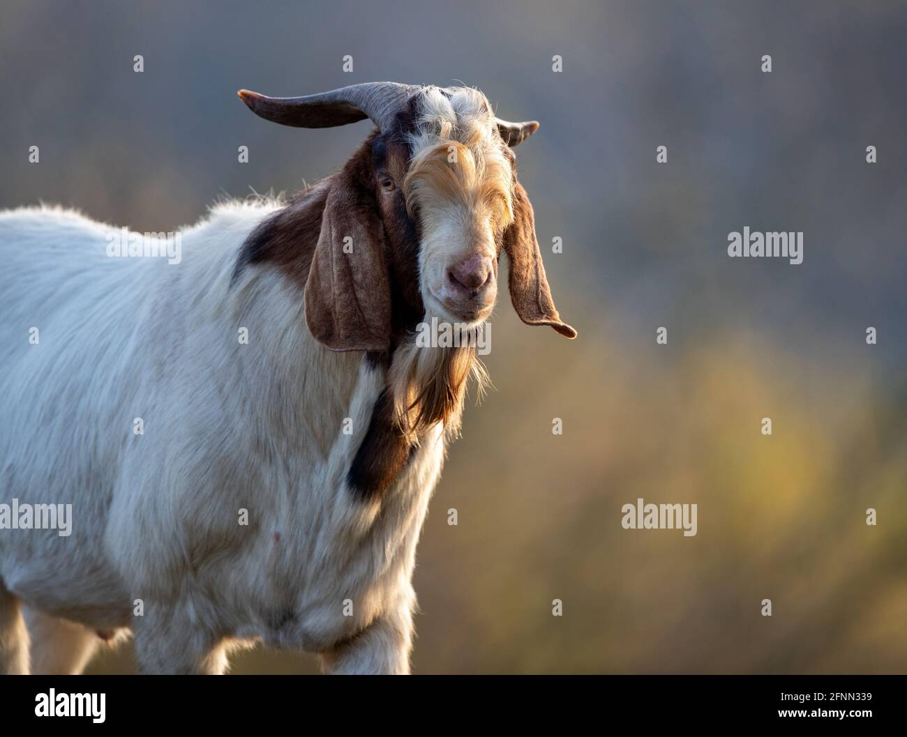 Male boer goat hi-res stock photography and images - Alamy