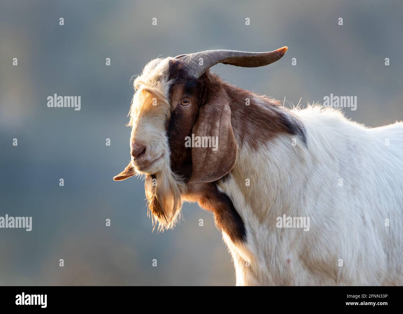 Portrait of boer goat walking free outdoor. Traditional organic ...