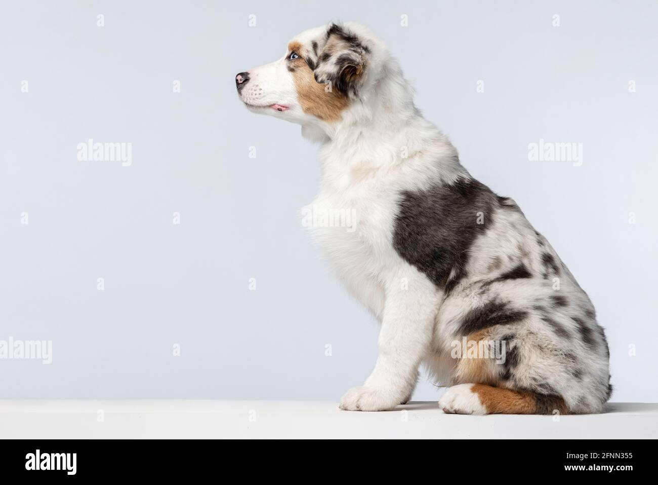 Side view Australian Shepherd dog isolated over white background. White ...