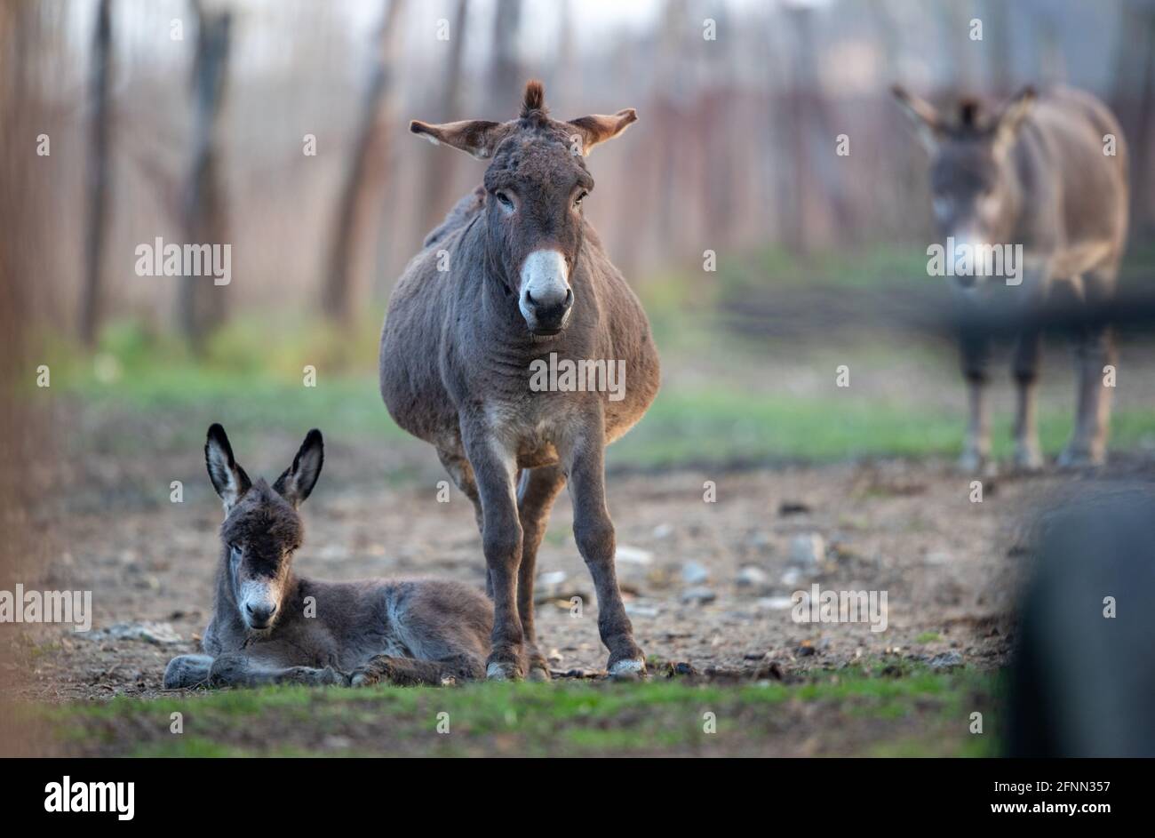 Donkey colt hi-res stock photography and images - Alamy
