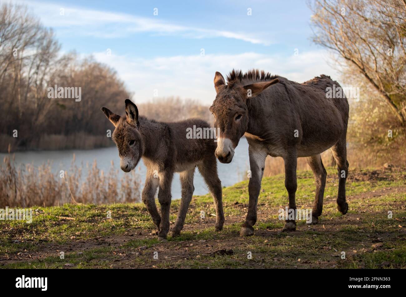 Donkey and colt hi-res stock photography and images - Alamy