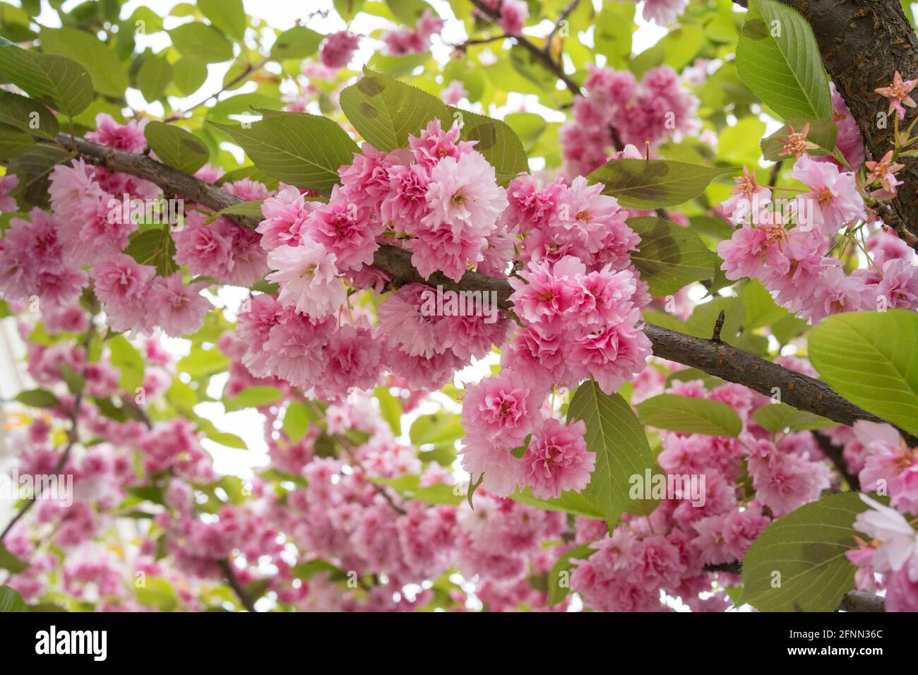 Poznan, Wielkopolska, Poland. 18th May, 2021. Nature has decorated the ...