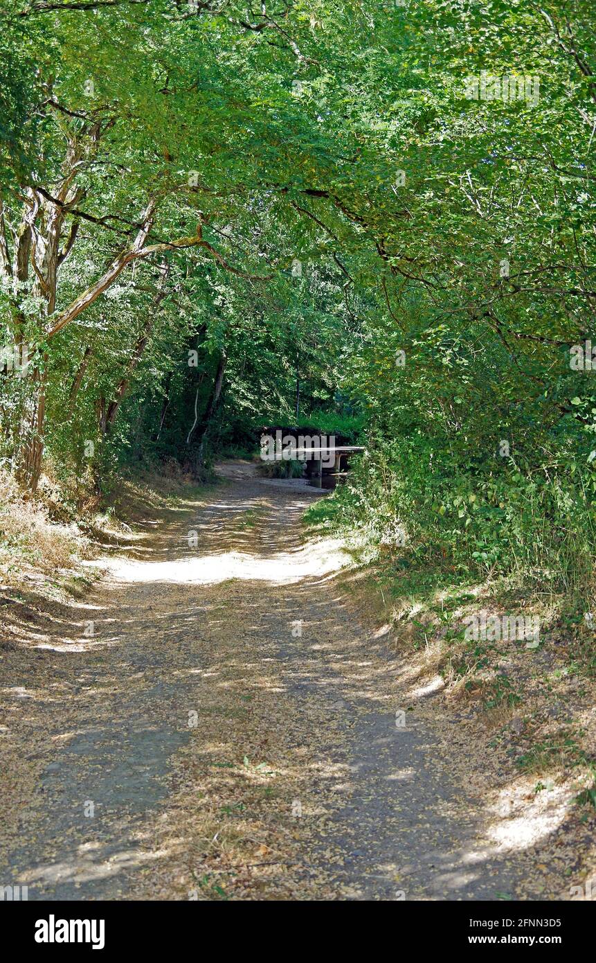 A narrow country lane with trees and hedges growing on either side ...