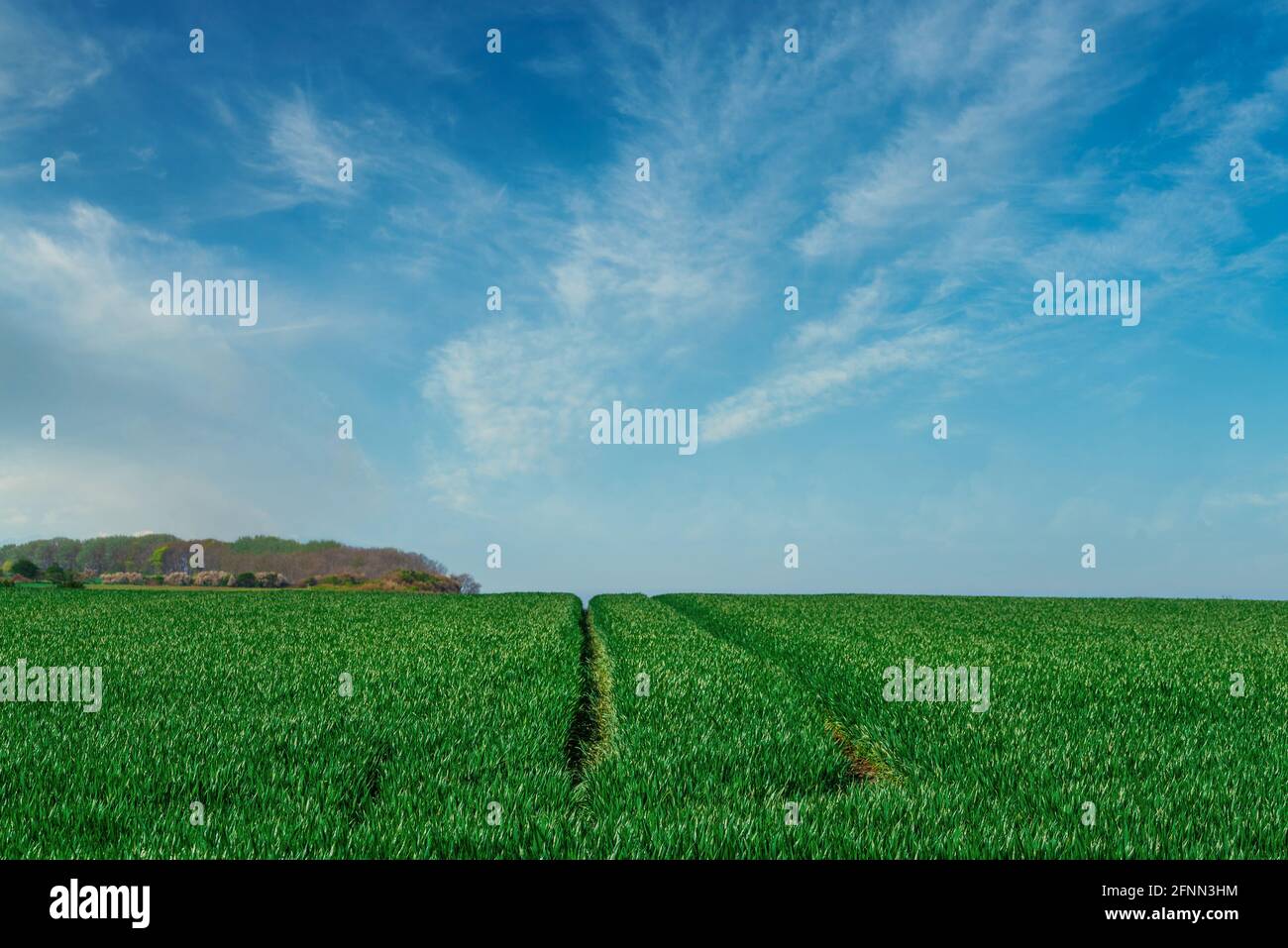 Green field crop hi-res stock photography and images - Alamy
