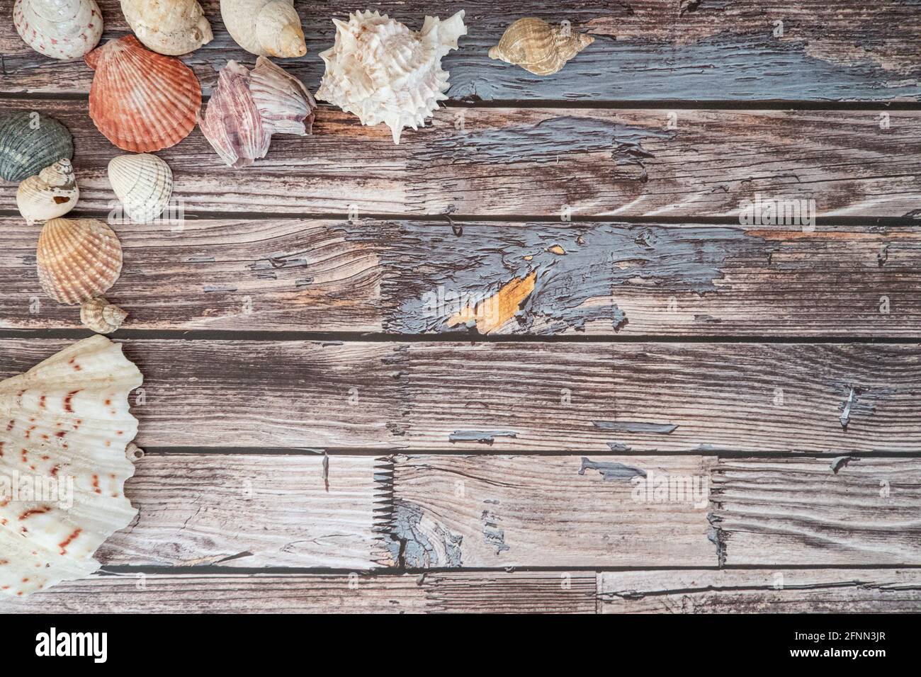 sea shells on a rustic wooden back drop Stock Photo - Alamy
